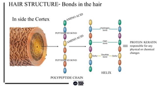 Intro to hair week 1 | PPTX