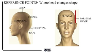 Intro to hair week 1 | PPTX