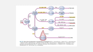 Intro to hematological system | PPT