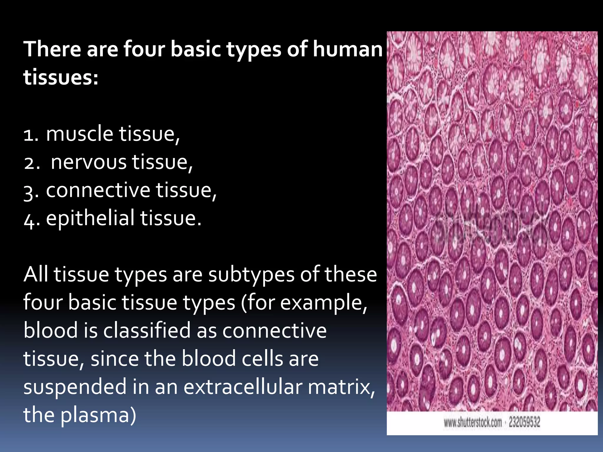 Intro to histology | PPTX
