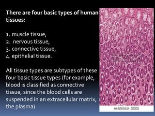 Intro to histology | PPTX