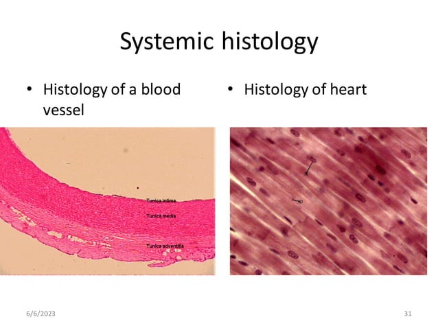INTRO TO HISTOlogy slides share to be seen | PPT | Free Download