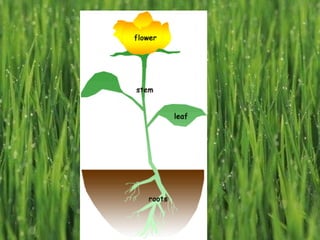 Intro to horticulture | PPT