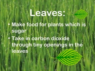 Intro to horticulture | PPT