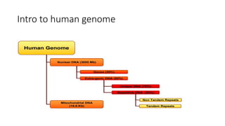 Intro to human genome PATHOLOGY ROBBIN.pptx