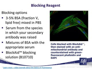An Introduction to Immunofluorescent Staining of Cultured Cells | PDF