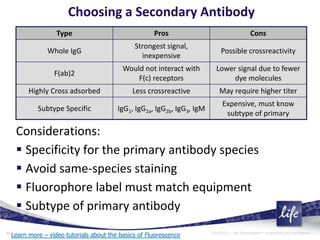 An Introduction to Immunofluorescent Staining of Cultured Cells | PDF