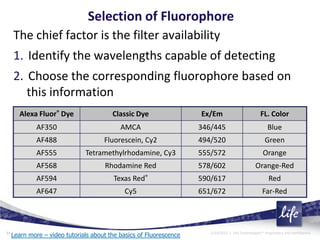 An Introduction to Immunofluorescent Staining of Cultured Cells | PDF