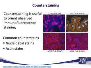 An Introduction to Immunofluorescent Staining of Cultured Cells | PDF