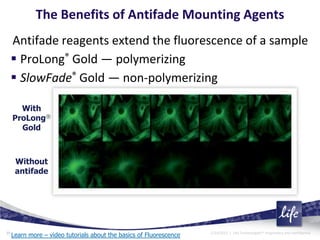An Introduction to Immunofluorescent Staining of Cultured Cells | PDF