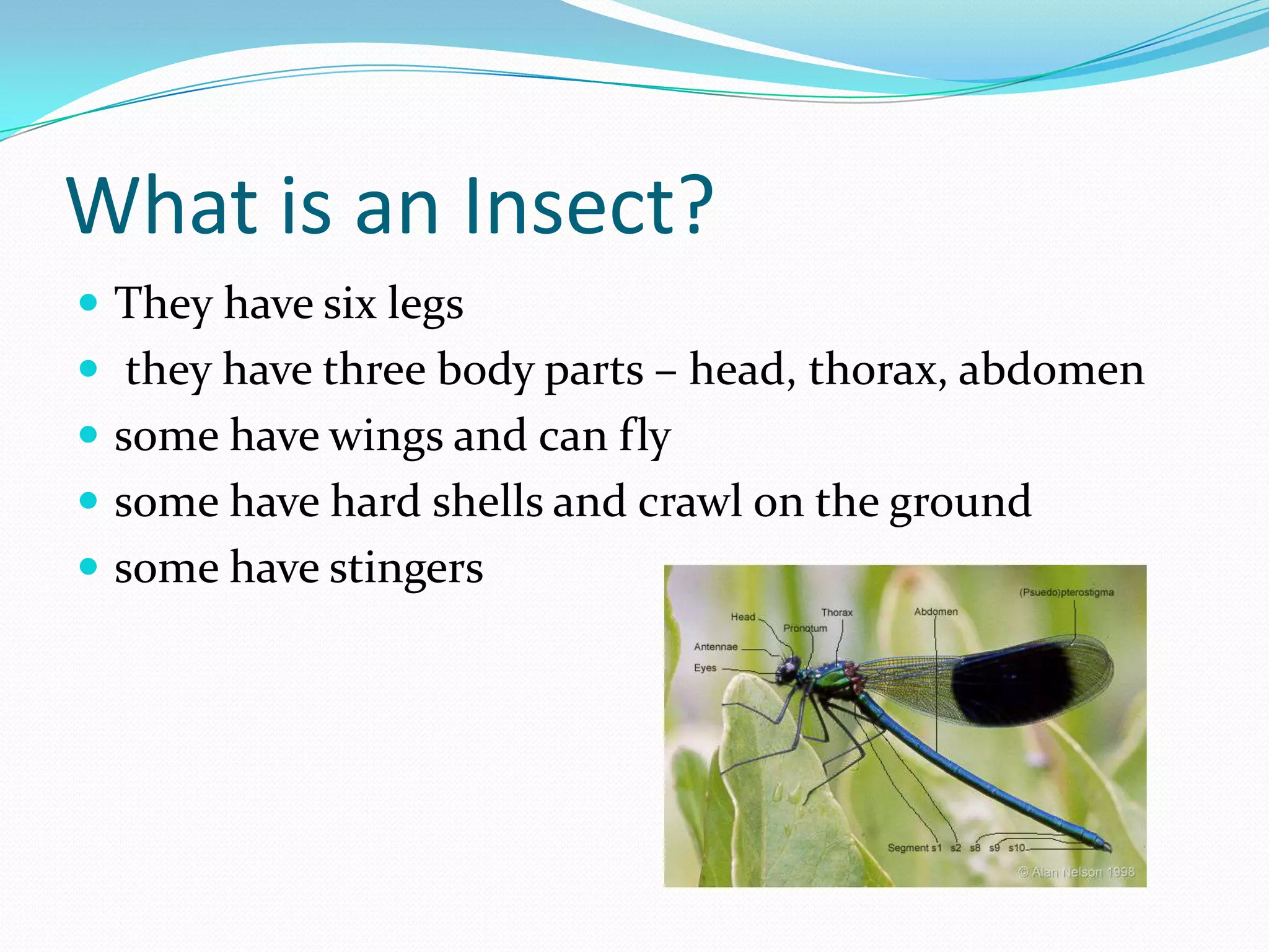Introto Insects | PPT
