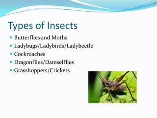 Introto Insects | PPT