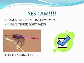 Introto Insects | PPT