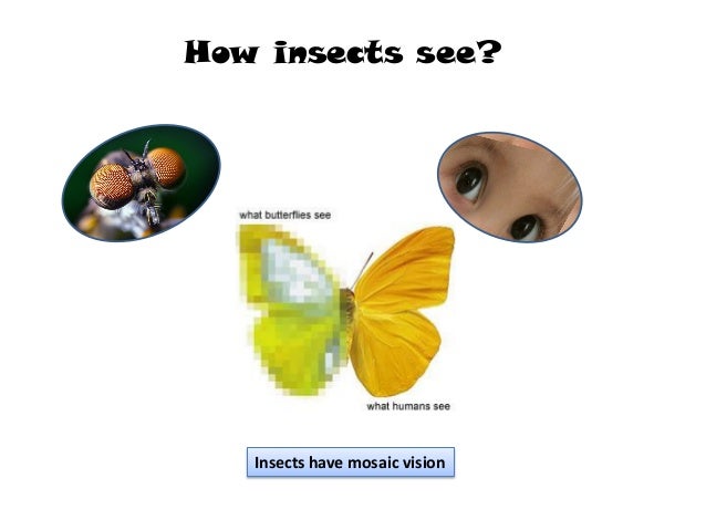 Introduction to insect world
