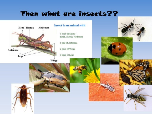 Introduction to insect world
