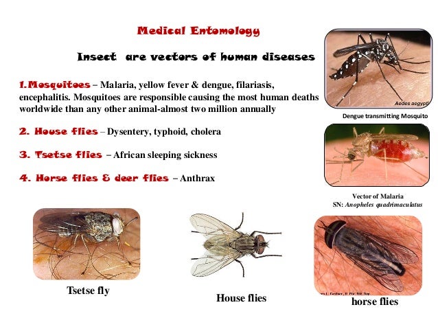 Introduction to insect world