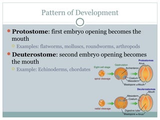 Intro to invertebrates tz sp15 | PPT