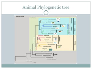 Phylogenetic Tree Of Invertebrates