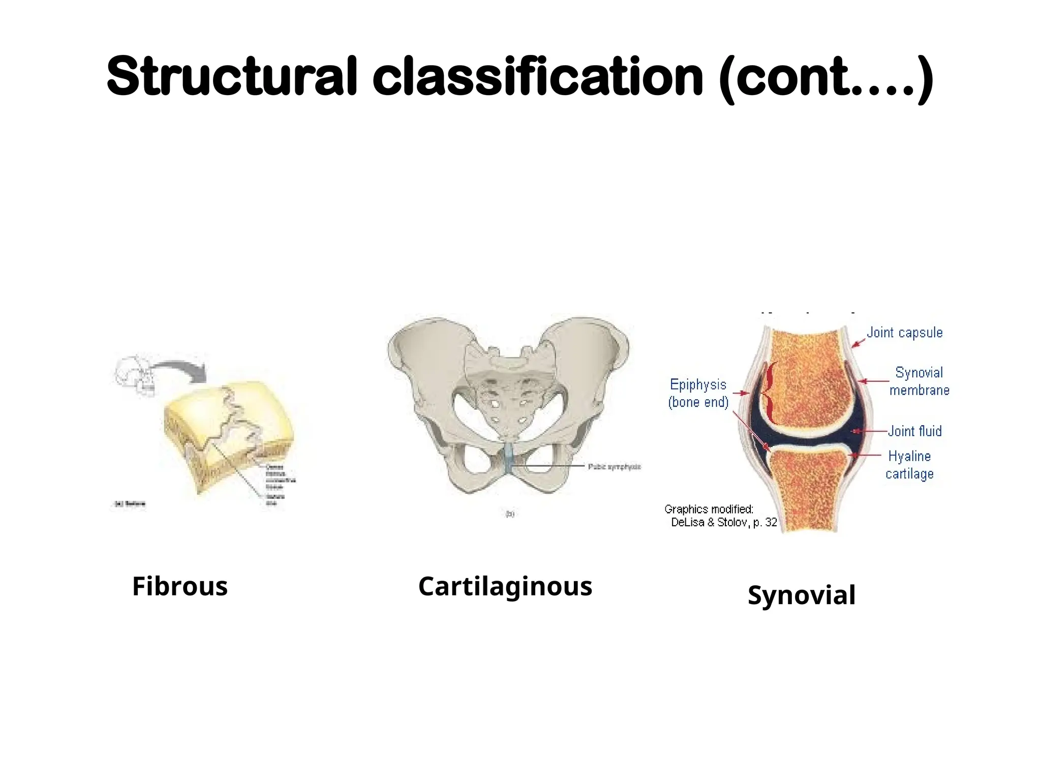 Intro to joints anatomy presenter Dr Dildar Hussain | PPT