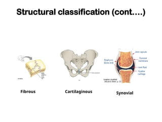 Intro to joints anatomy presenter Dr Dildar Hussain | PPT