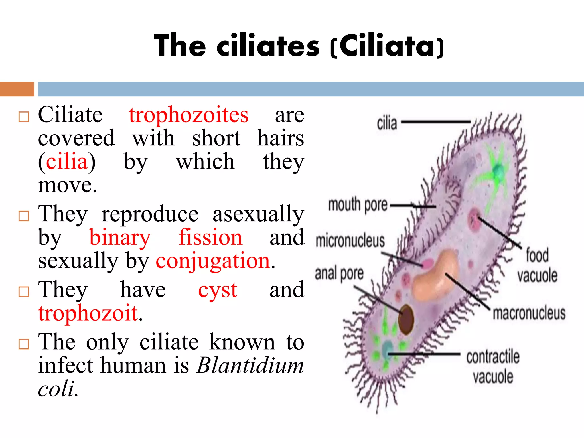 medical protozology introduction | PPTX