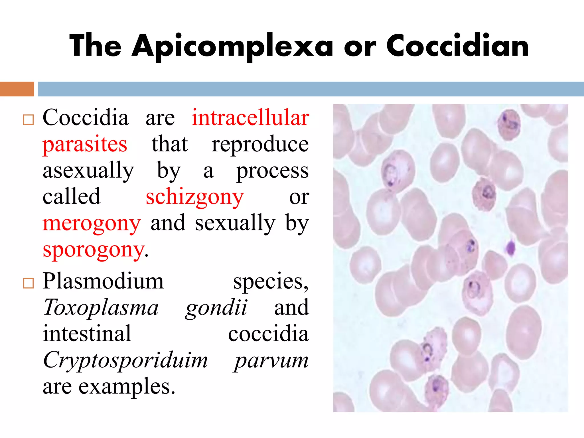 medical protozology introduction | PPTX