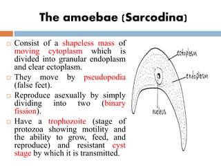 medical protozology introduction | PPTX