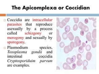 medical protozology introduction | PPTX