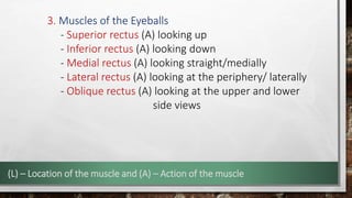 MAPEH 103: Muscular System (Head and Facial Muscles) By: Mark Oliver ...