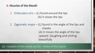 MAPEH 103: Muscular System (Head and Facial Muscles) By: Mark Oliver ...