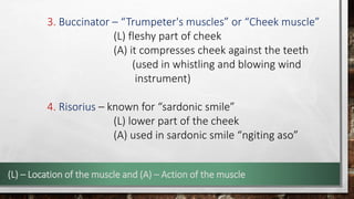 MAPEH 103: Muscular System (Head and Facial Muscles) By: Mark Oliver ...