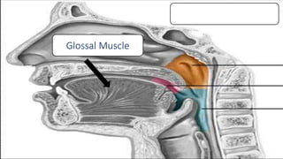 MAPEH 103: Muscular System (Head and Facial Muscles) By: Mark Oliver ...