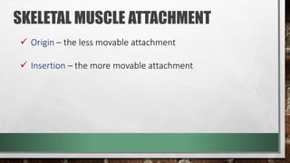 MAPEH 103: Muscular System (Head and Facial Muscles) By: Mark Oliver ...