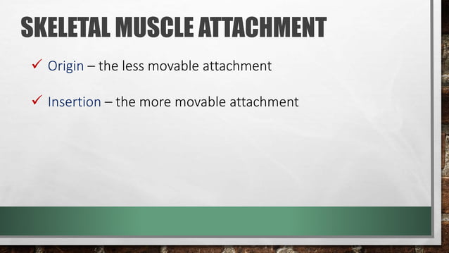 MAPEH 103: Muscular System (Head and Facial Muscles) By: Mark Oliver ...