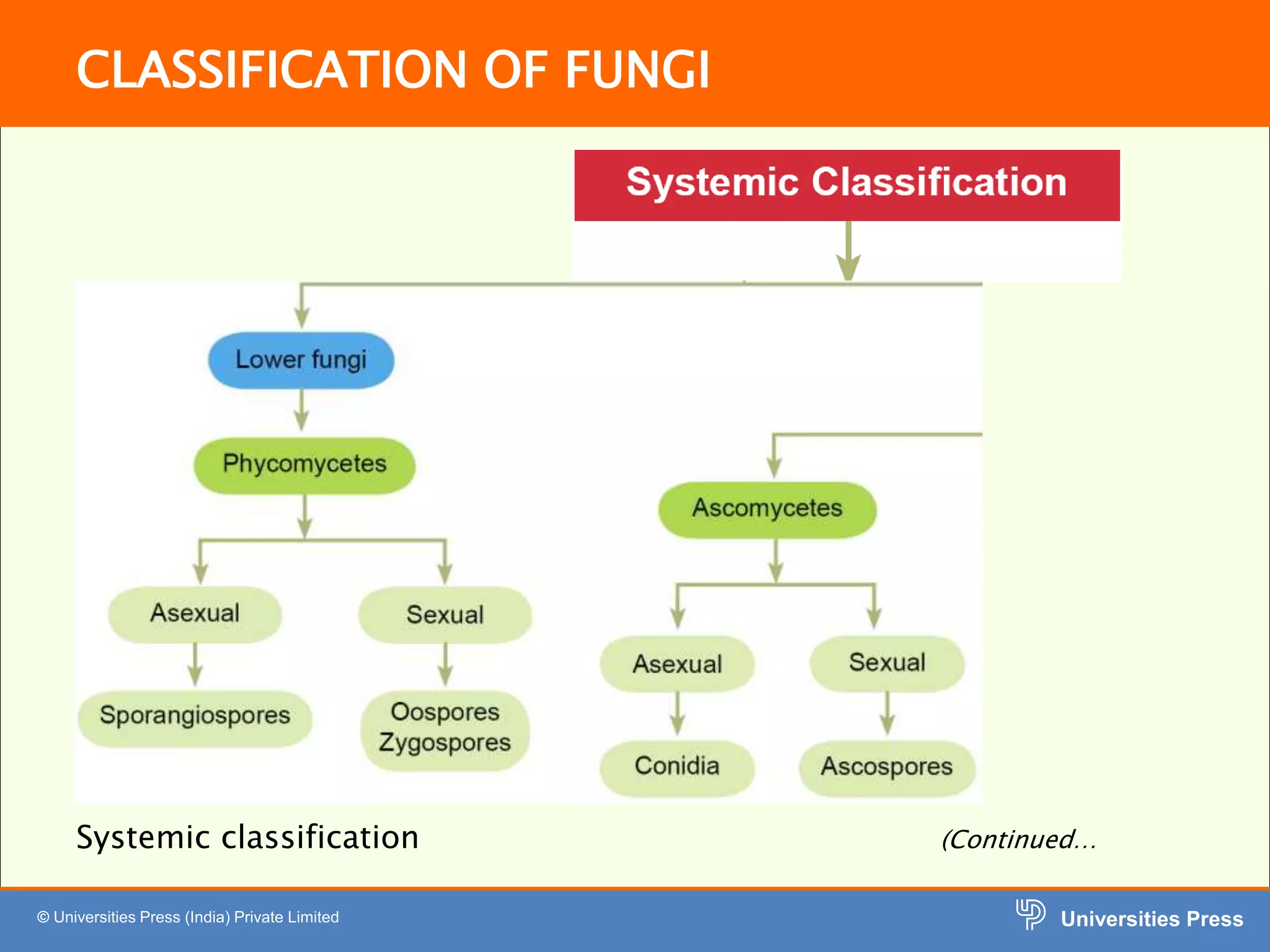 intro to mycology.pptx