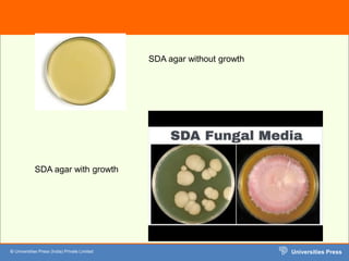 intro to mycology.pptx