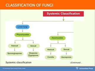 intro to mycology.pptx
