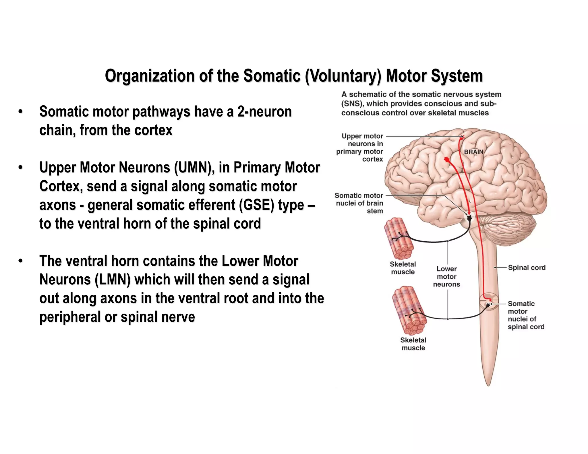 Intro to nervous system | PDF