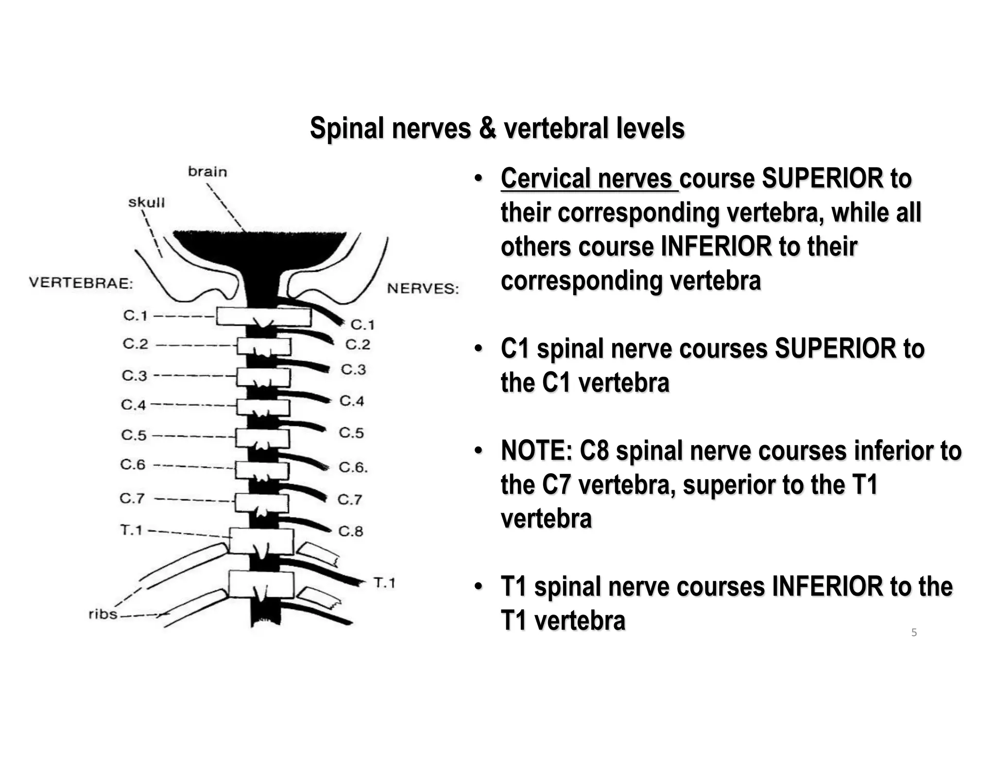 Intro to nervous system | PDF