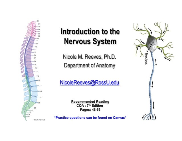 Intro to nervous system | PDF