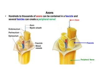 Intro to nervous system | PDF
