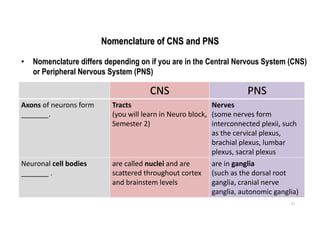 Intro to nervous system | PDF