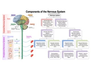 Intro to nervous system | PDF