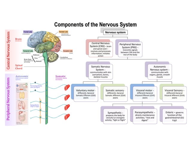 Intro to nervous system | PDF