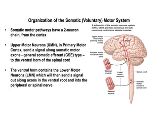 Intro to nervous system | PDF