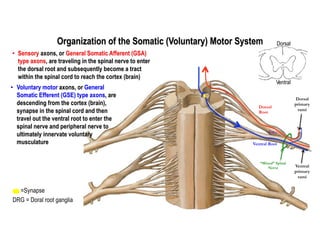 Intro to nervous system | PDF