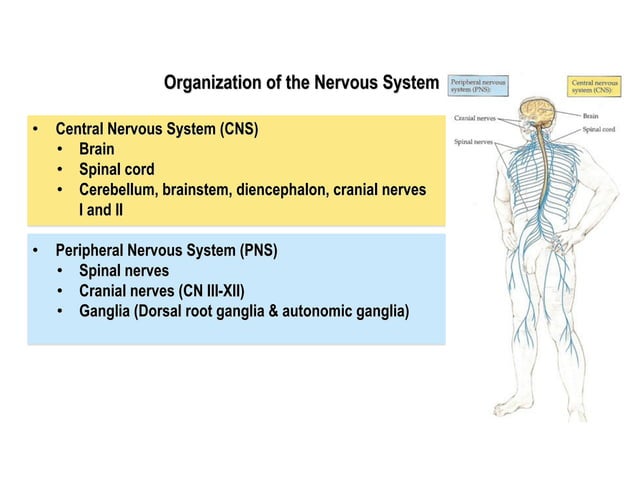 Intro to nervous system | PDF