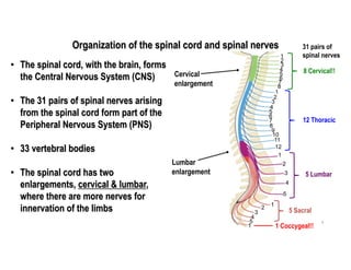 Intro to nervous system | PDF