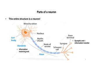 Intro to nervous system | PDF