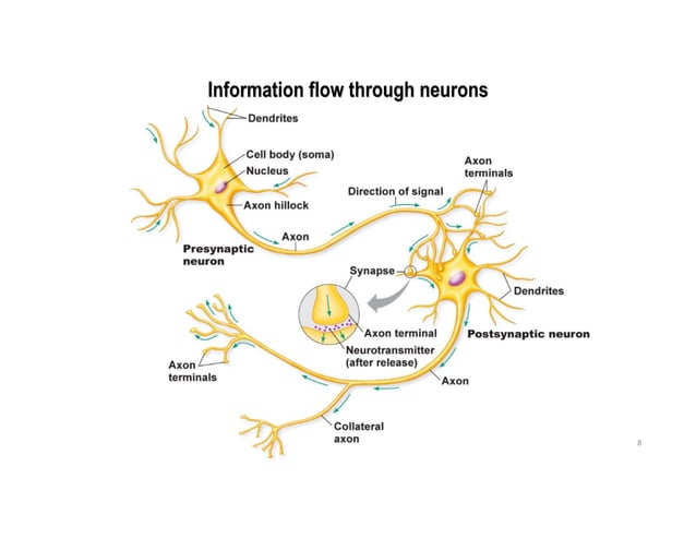 Intro to nervous system | PDF
